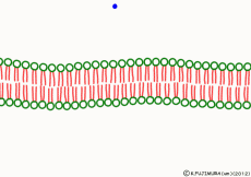 [013] 細胞膜の脂質二重層 lipid bilayer of the cell membrane (GB#101E01) | 基礎医学教育 ...